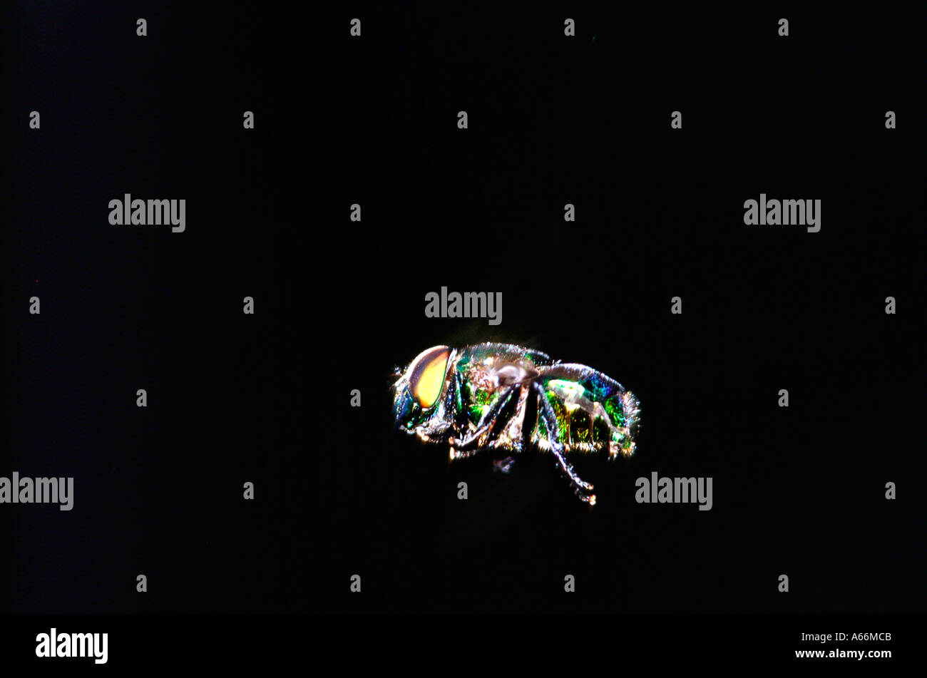 fly in flight insects bugs flies flying green Stock Photo - Alamy