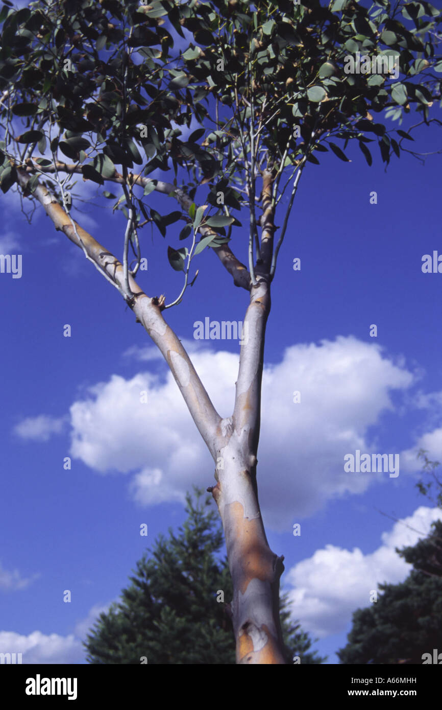 Eucalyptus Sapling High Resolution Stock Photography and Images - Alamy