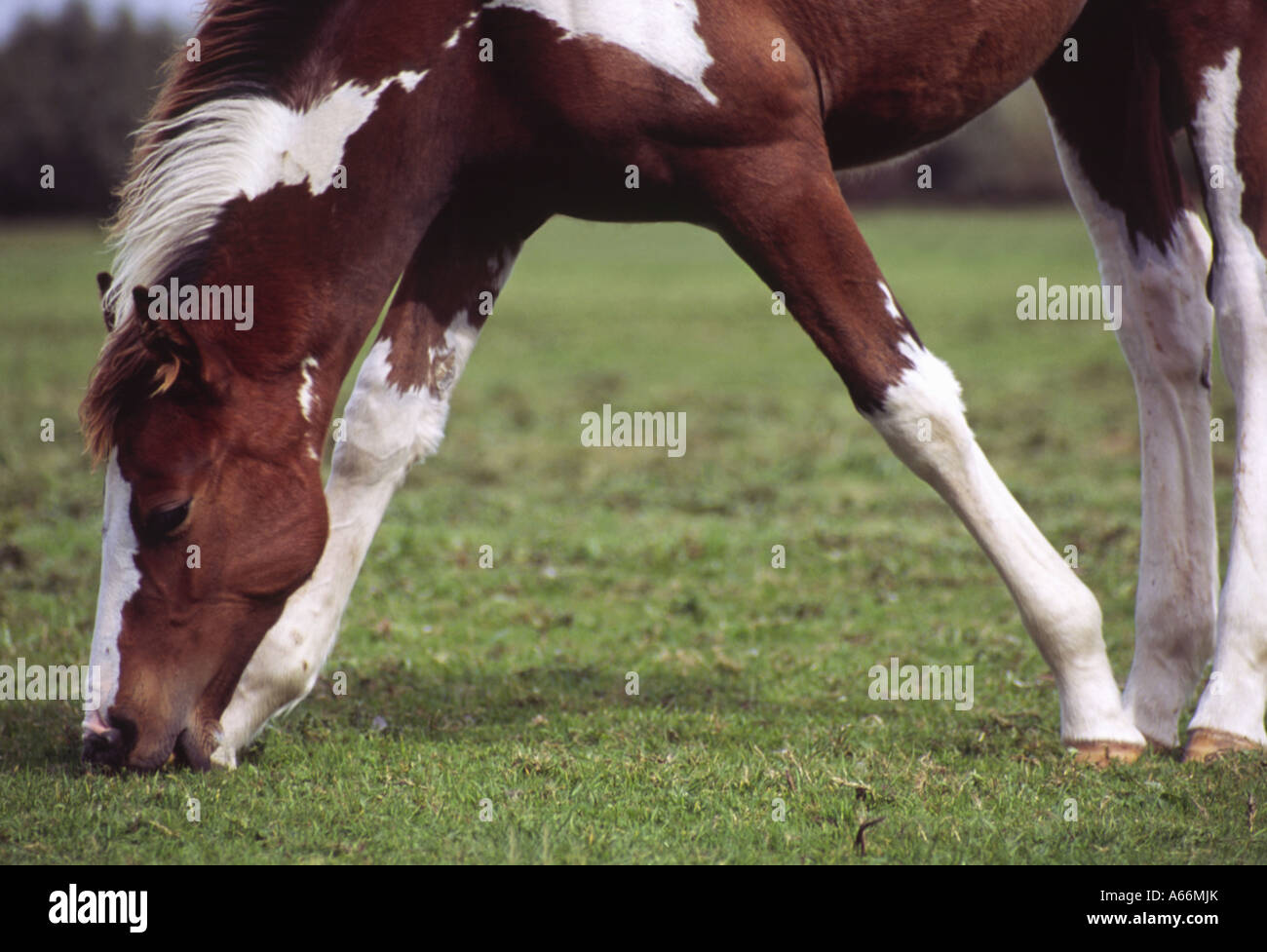 Piebald horse stretching to graze stands with front legs spreadeagled ...