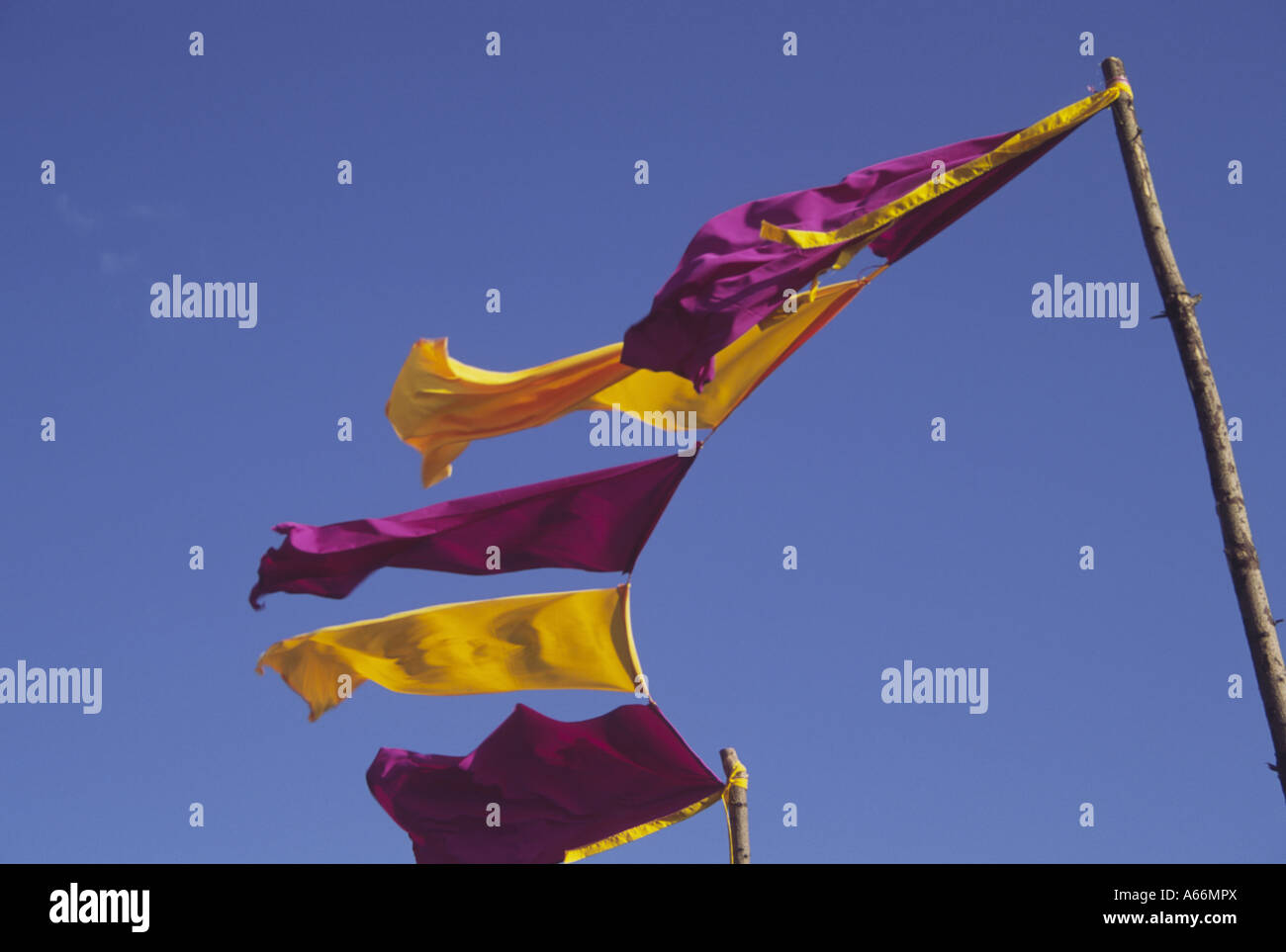 Purple and yellow flags flying horizontally, streaming in a strong ...