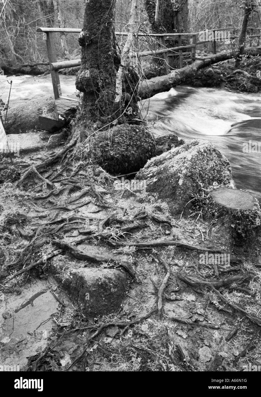 Jumbled Tree Roots and a Log Wood Troll Bridge Across a Rushing River ...
