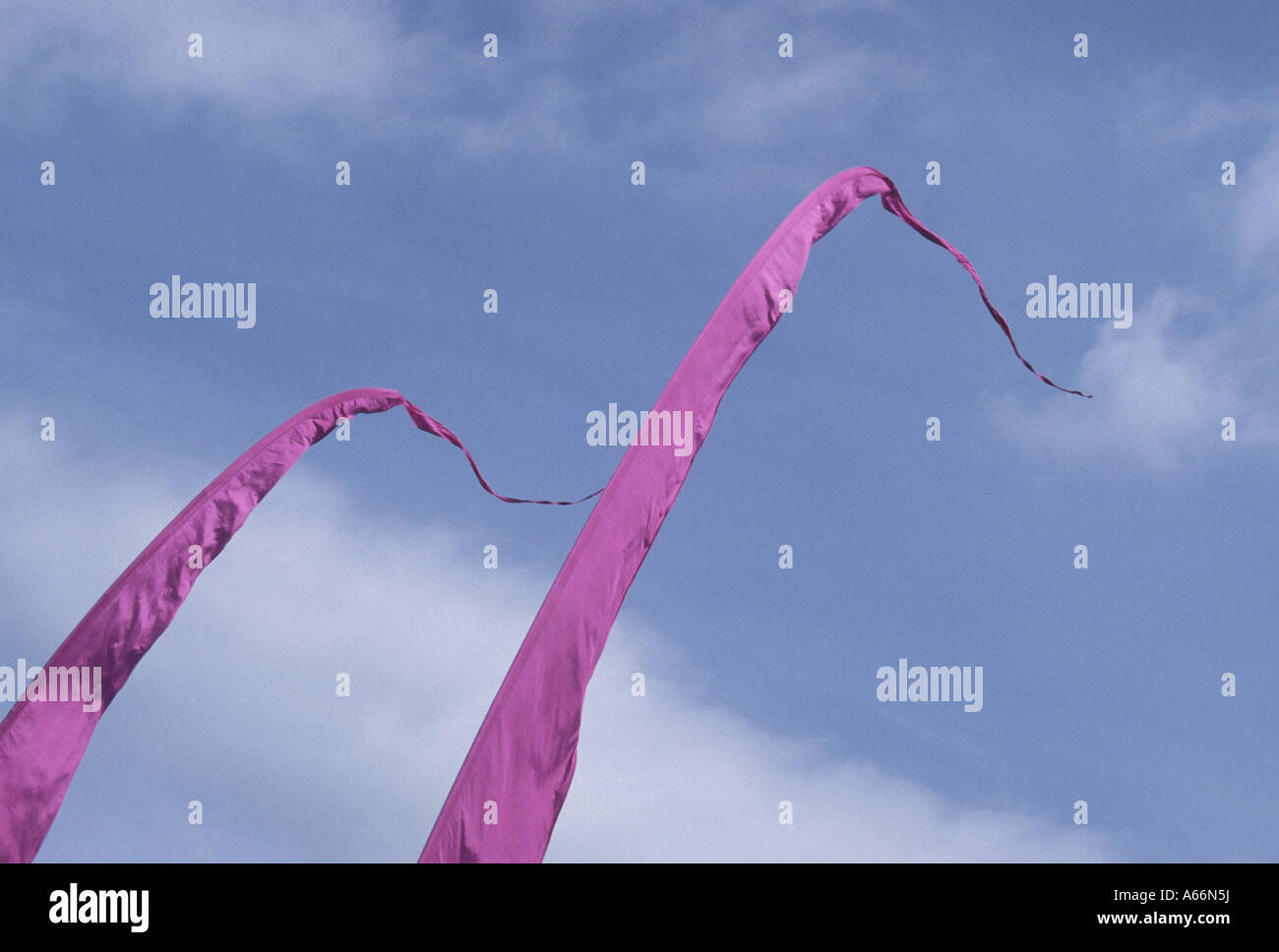 Two tall triangular pink flags bending over in a strong breeze, against ...