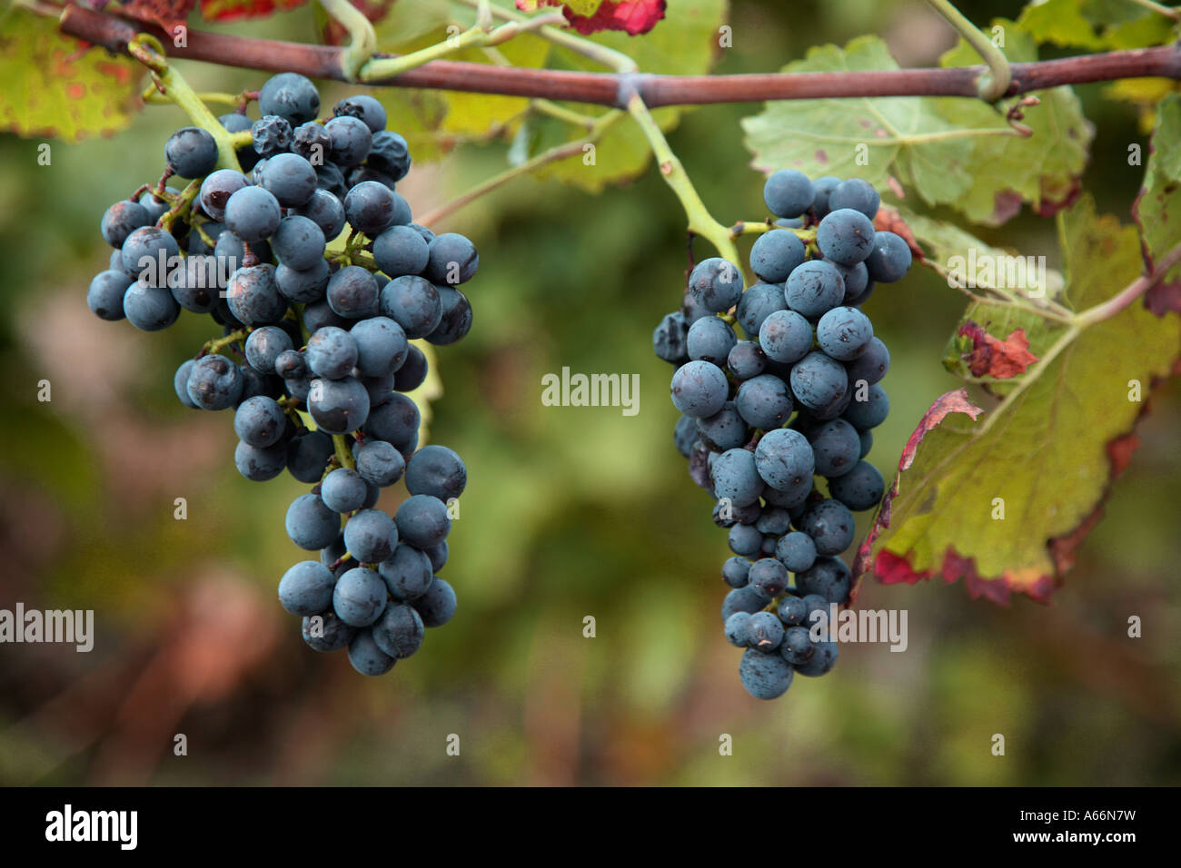 Germany; Wine Harvest harvest grapes in Souther Germany Stock Photo - Alamy