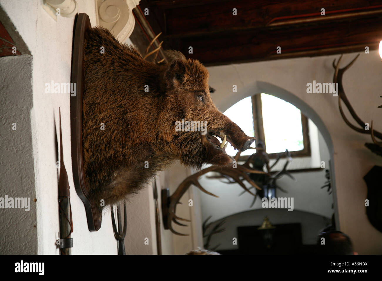 Head of a wild bore pig (Wildschwein) as wall display in the Reichsburg ...