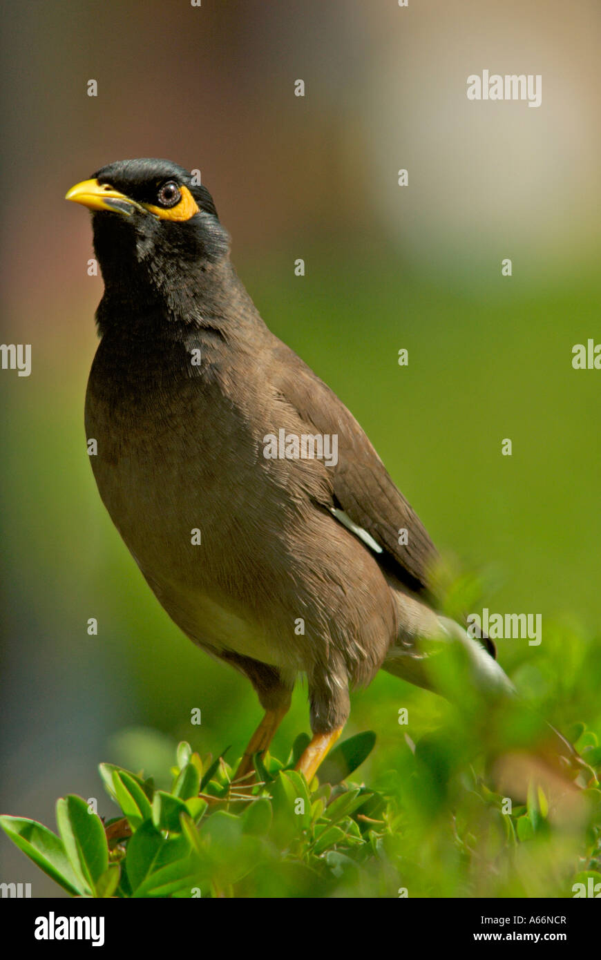 Common Myna, acridotheres tristis, in garden of Intercontinental Hotel ...