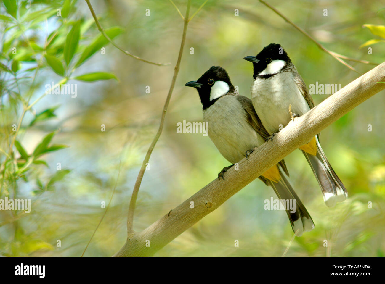 Pair of White-cheeked Bulbuls, Pycnonotus leucogenys, in garden of ...