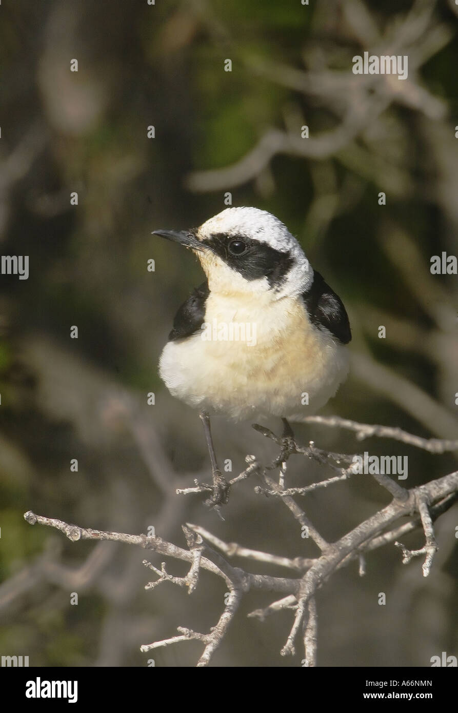 Black-eared Wheatear male Stock Photo - Alamy