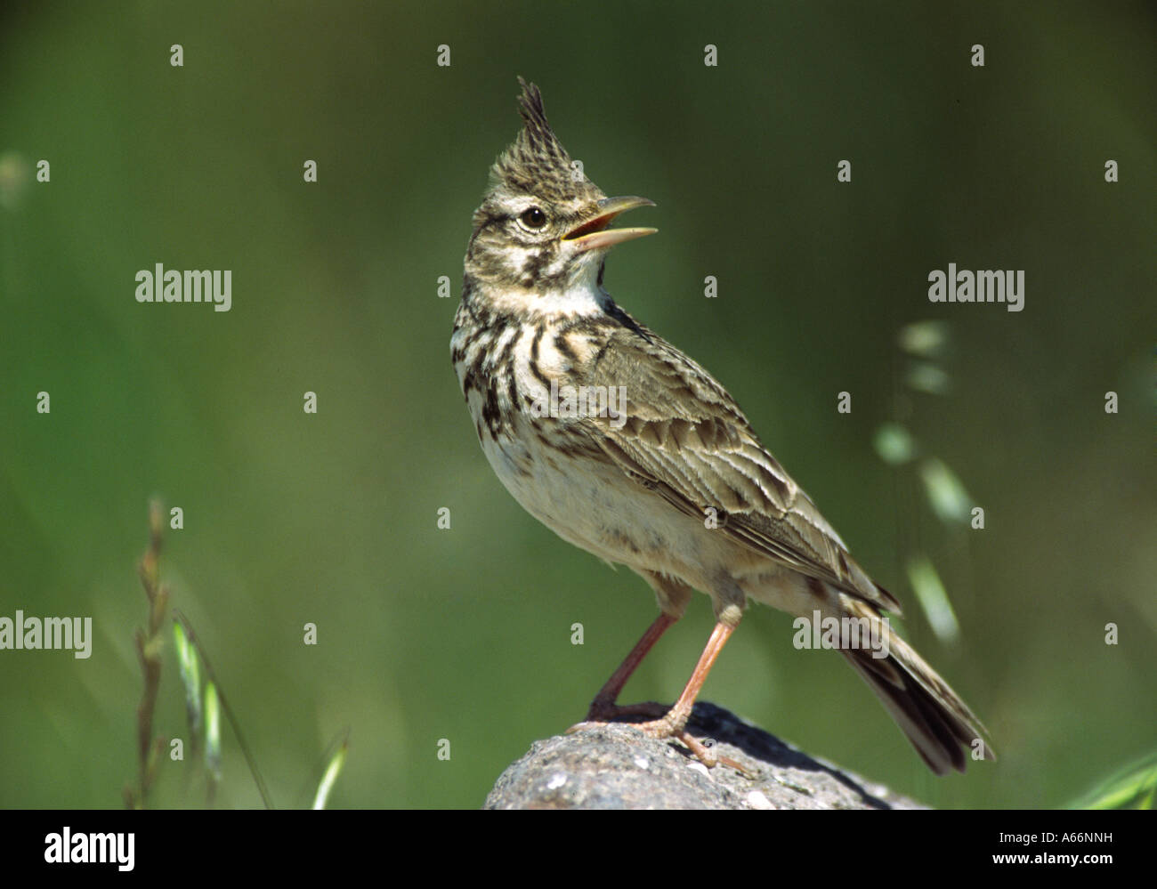 Crested Lark singing from a rock Stock Photo - Alamy