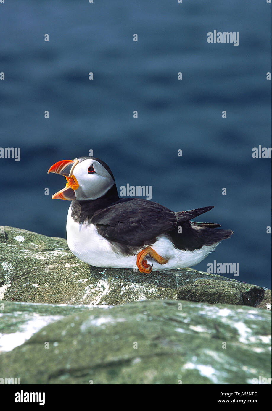 Puffin on rock yawning hi-res stock photography and images - Alamy