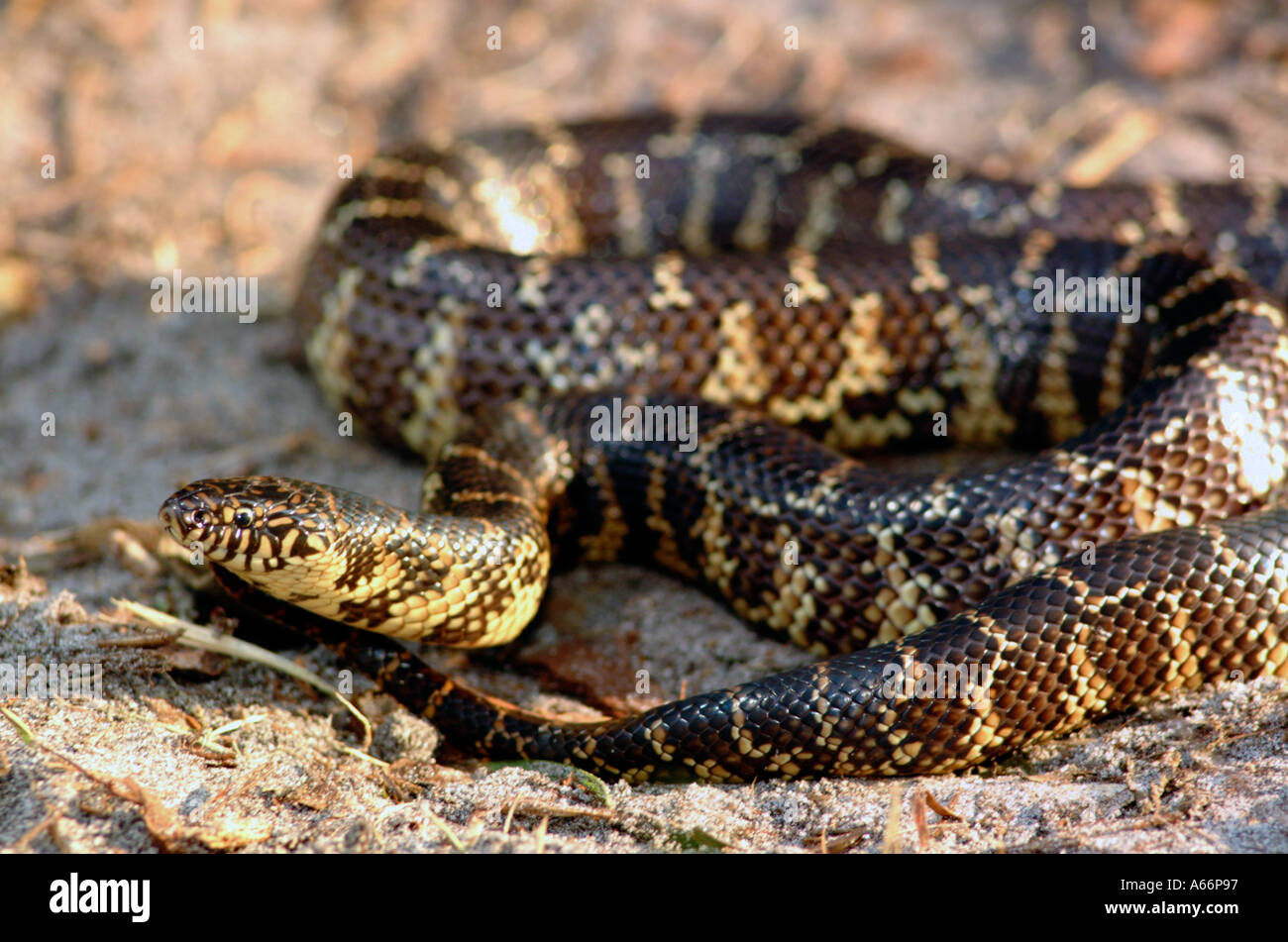 Florida kingsnake Lampropeltis getula floridana snakes reptiles Stock ...