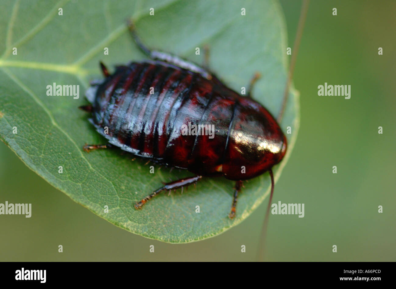 roach insects beetles bugs Stock Photo - Alamy