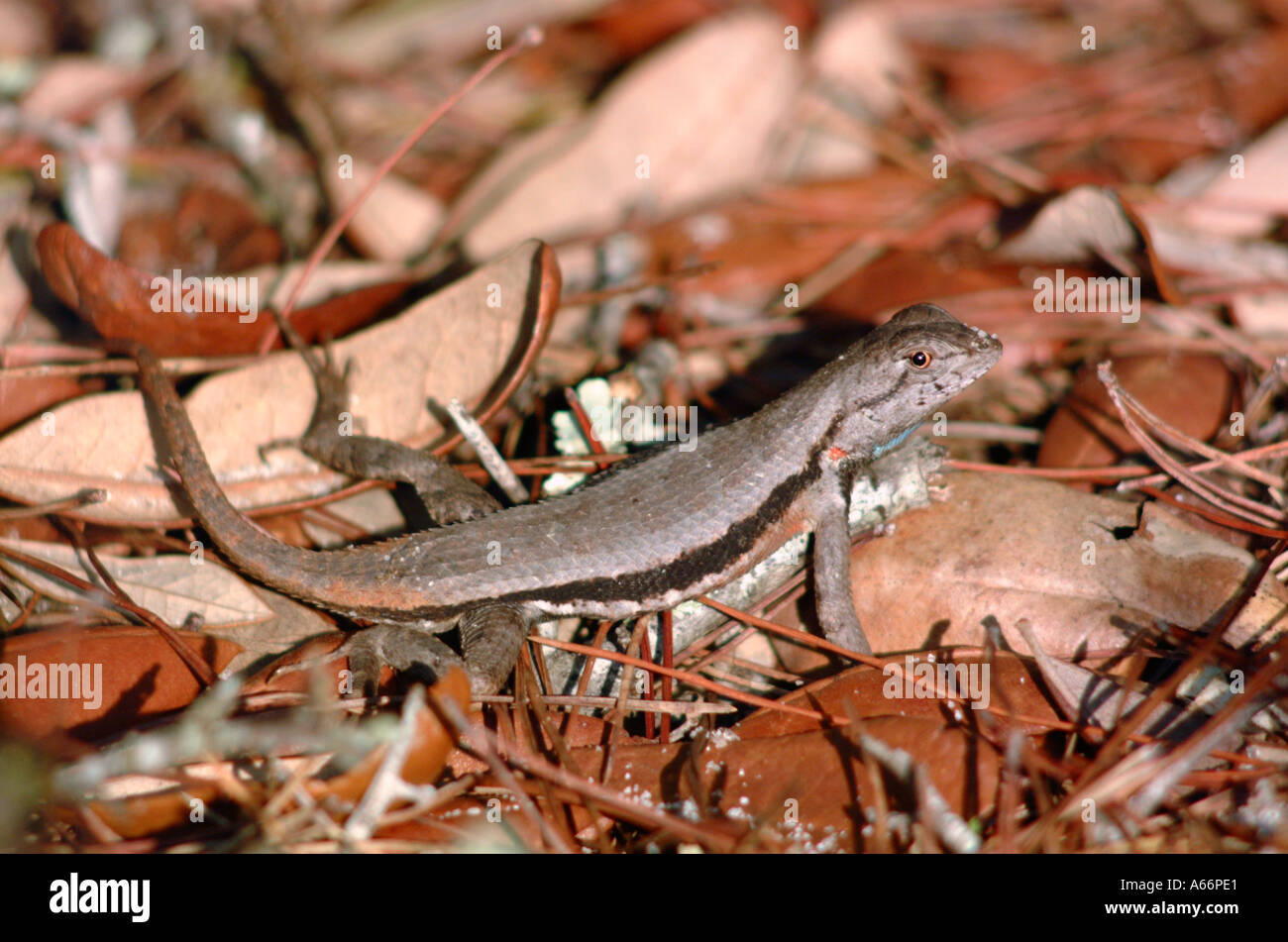 Florida scrub lizard Sceloporus woodi male reptiles lizard threatened ... Florida scrub lizard Sceloporus woodi male reptiles lizard threatened ...