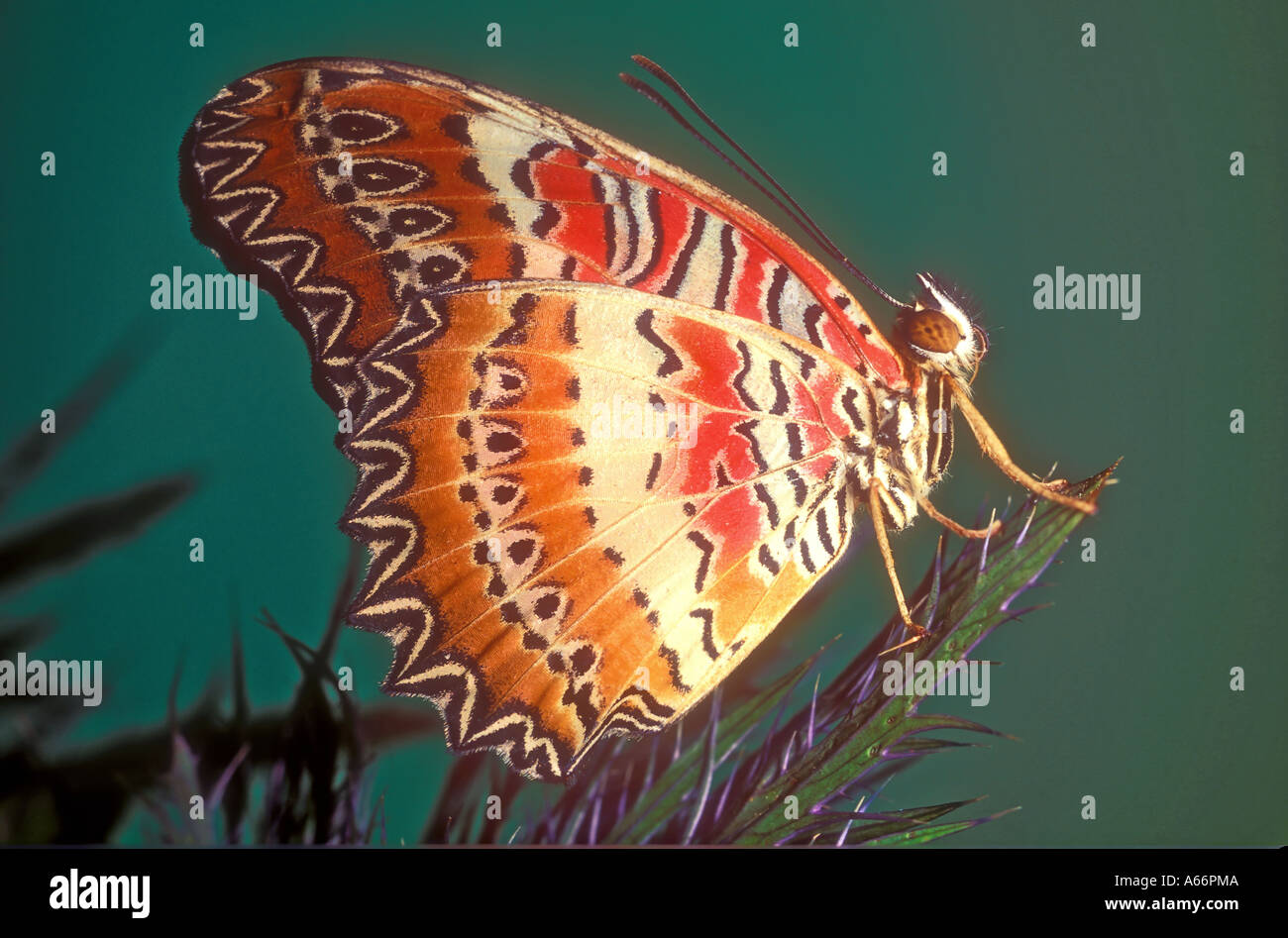 Red Lacewing butterfly at rest Stock Photo - Alamy