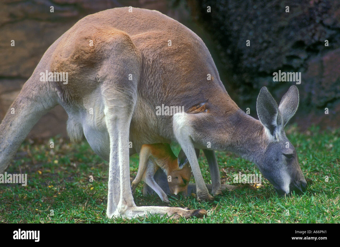 Female Red Kangaroo with baby in her pouch, both feeding. Macropus ...
