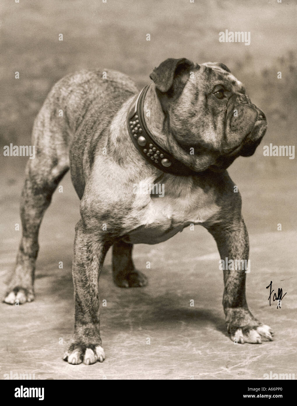 Fall Bulldog 1907 Stock Photo - Alamy
