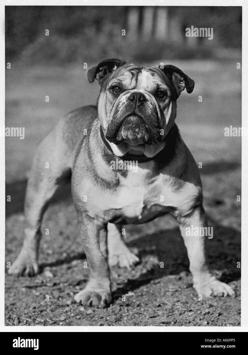Fall Bulldog 1945 Stock Photo - Alamy