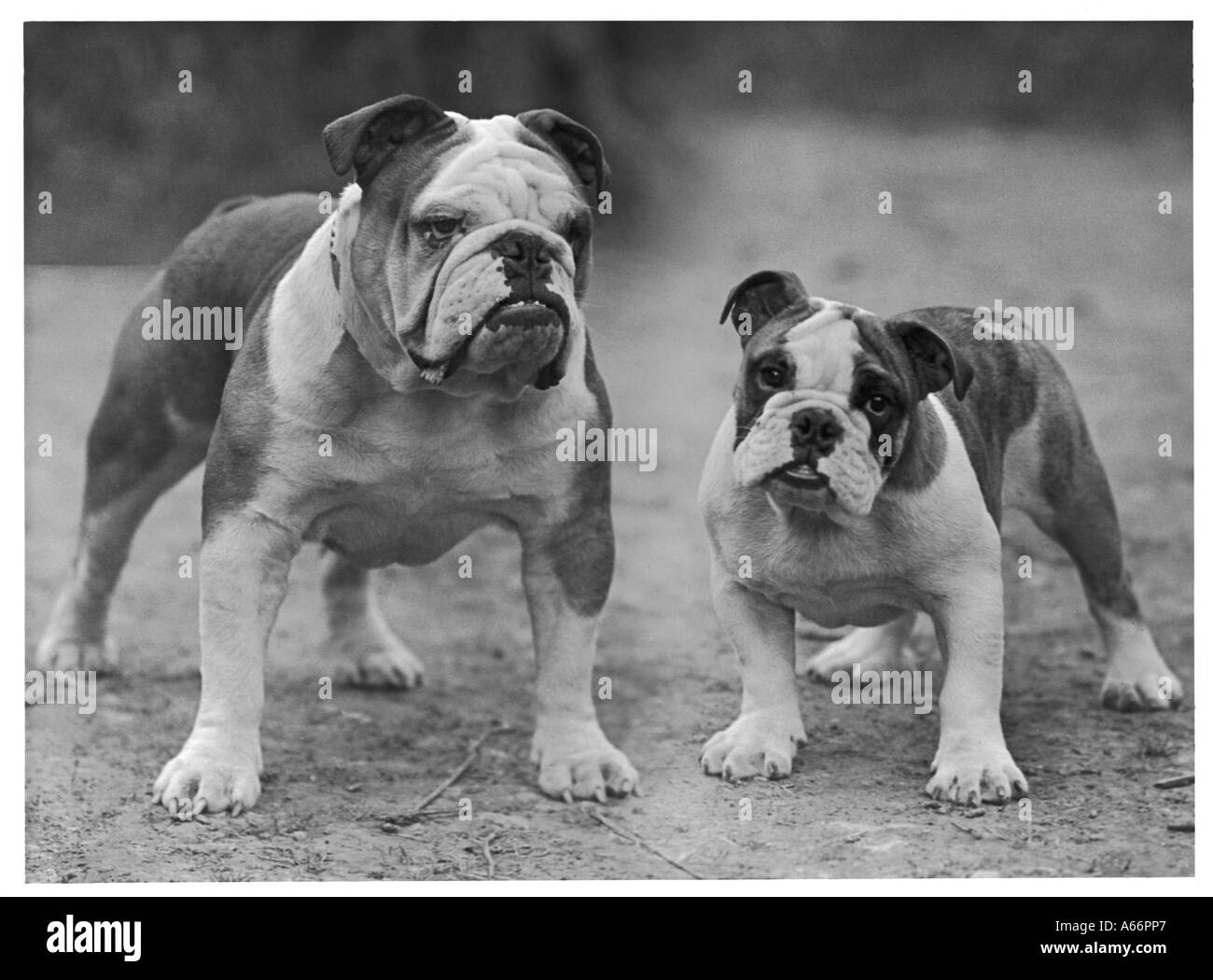 Bulldogs history hi-res stock photography and images - Alamy