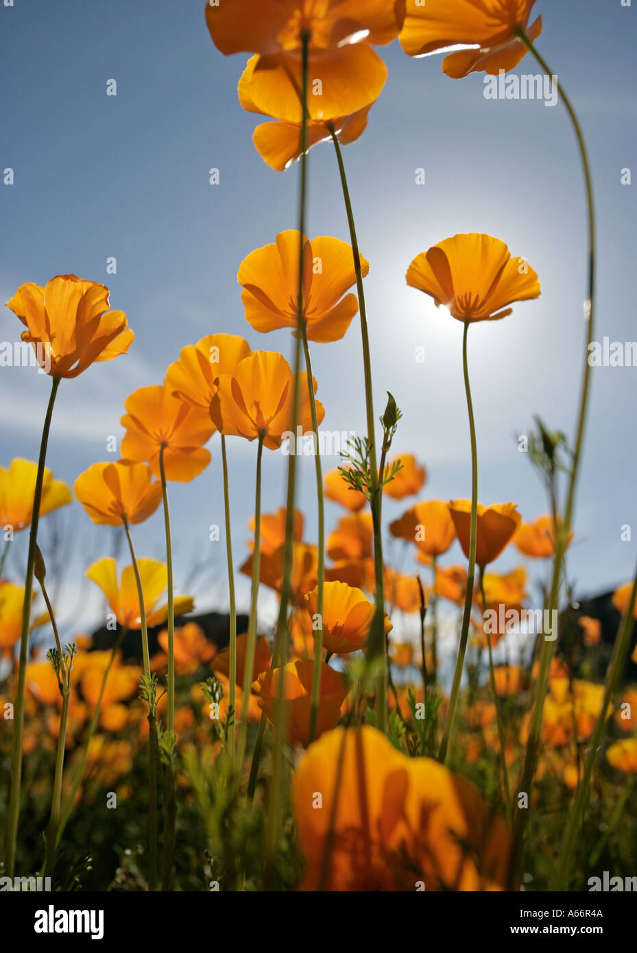 Ants eye view hi-res stock photography and images - Alamy