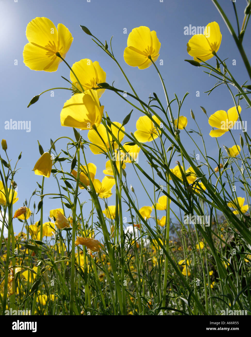 Ants eye view looking up hi-res stock photography and images - Alamy
