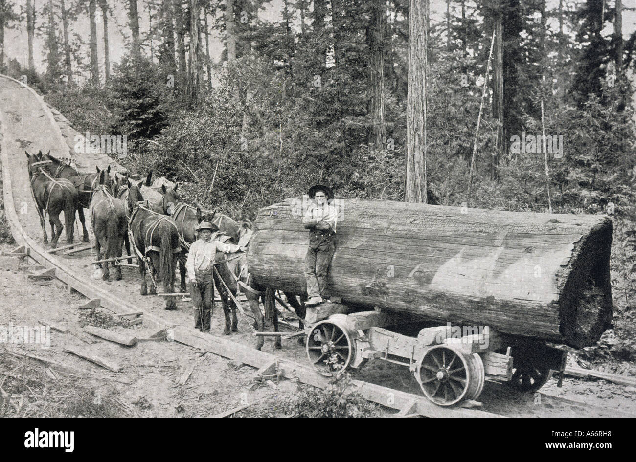 Logging railway hi-res stock photography and images - Alamy