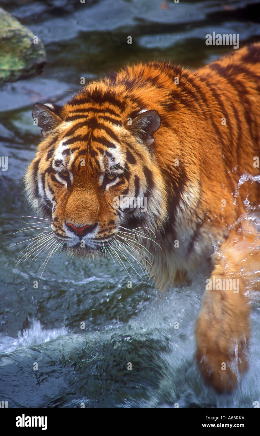 Siberian Tiger walking in a stream. Panthera tigris altaica Stock Photo ...