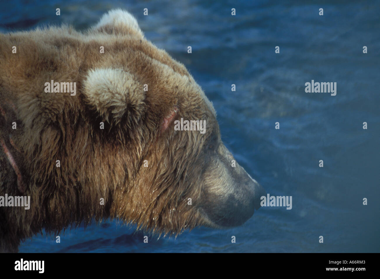 Brown bear Ursus arctos with fresh scars on neck and head Brooks River ...