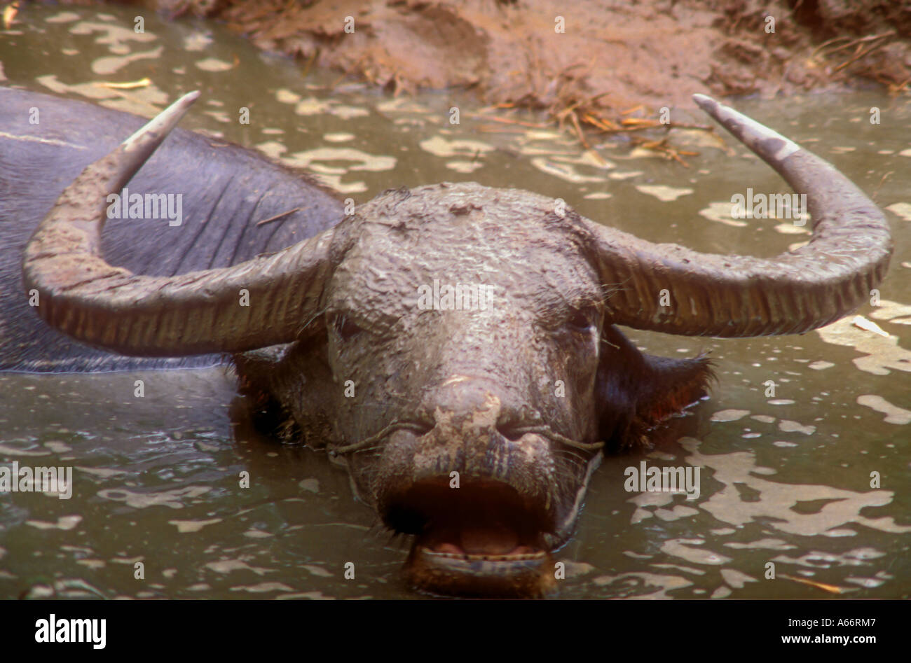 Water buffalo in pond hi-res stock photography and images - Alamy