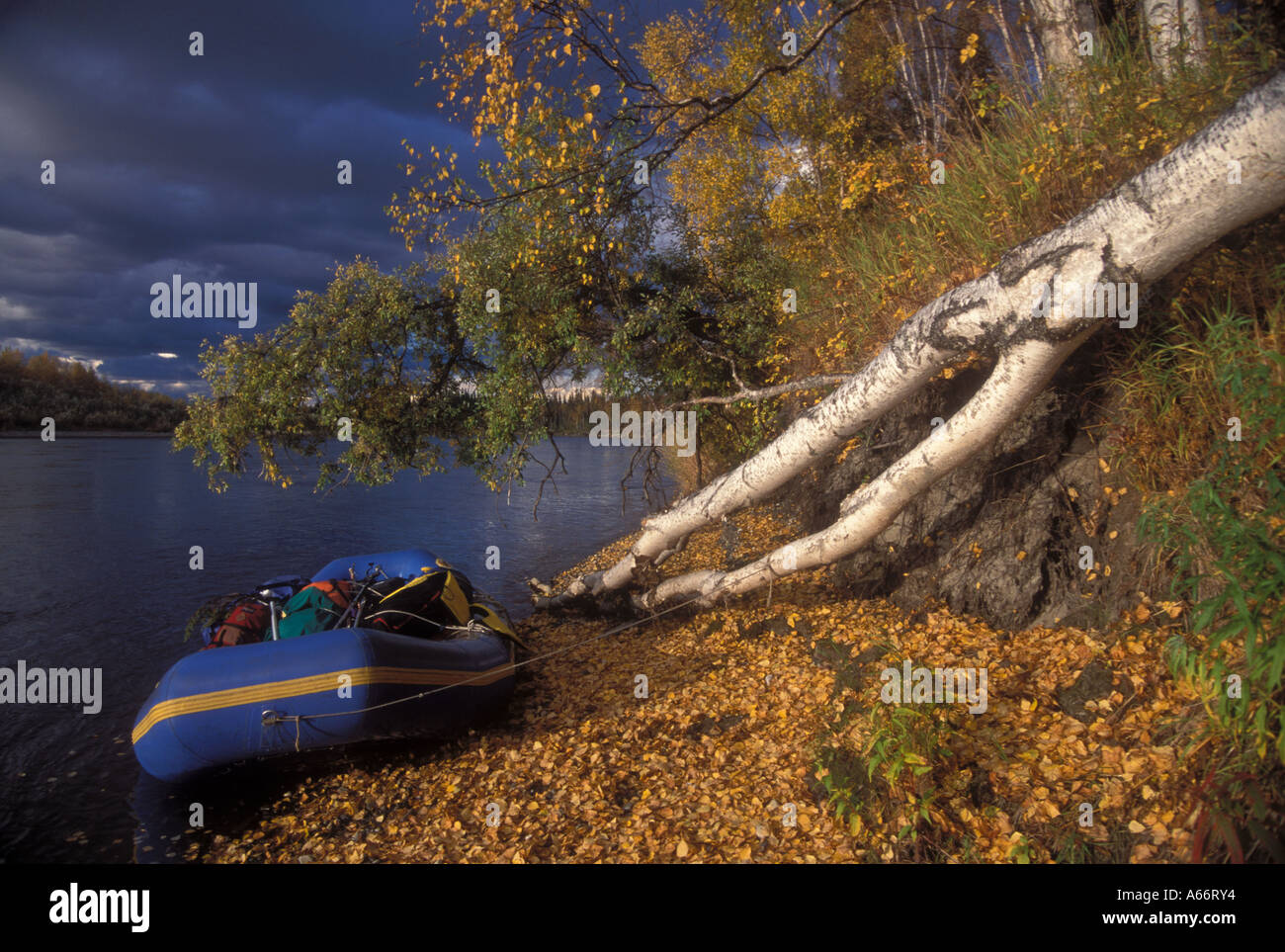 Raft tied on tree on shore of Stony river with leaves on ground from ...