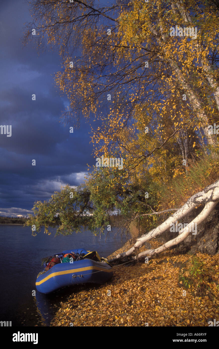 raft tied on birch tree on Stony river with yellow leaves and boreal ...