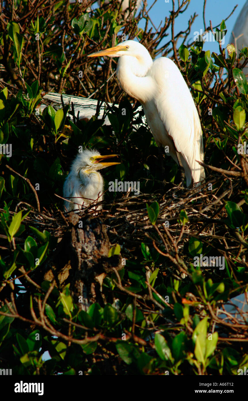 great egret Ardea alba with juveniles nesting in rookery Saint Lucie ...