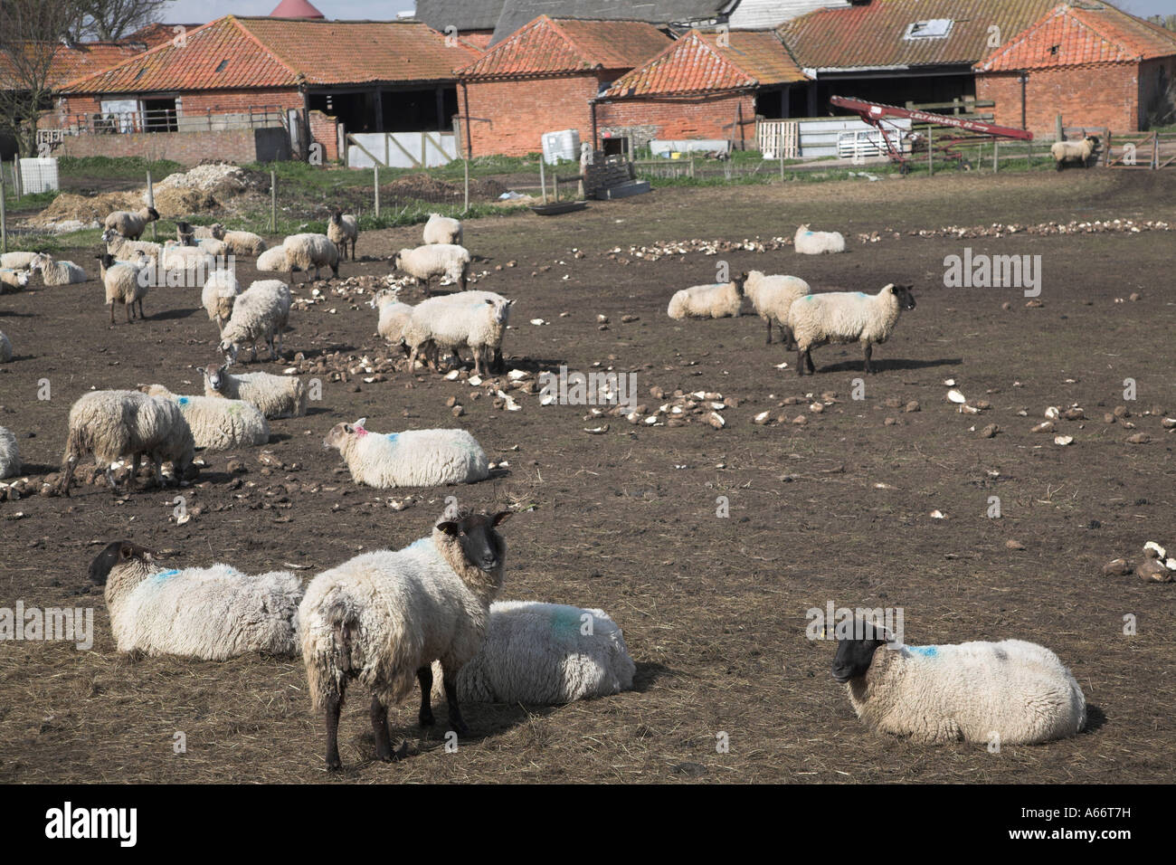 Sheep muddy field hi-res stock photography and images - Alamy