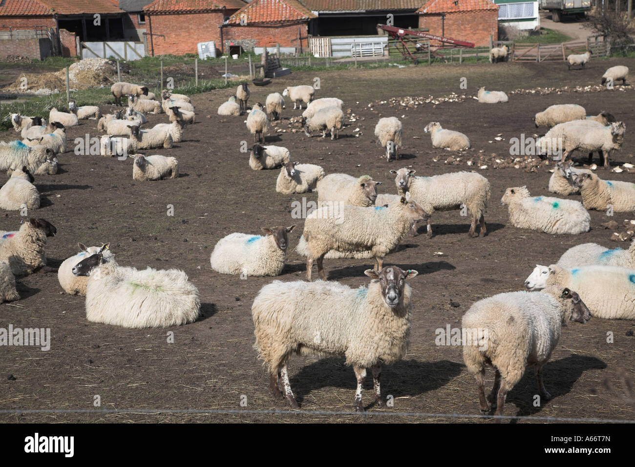 Suffolk sheep in muddy field feeding on sugar beet, Suffolk, England ...