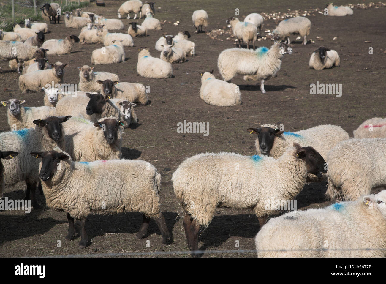Livestock overgrazing hi-res stock photography and images - Alamy