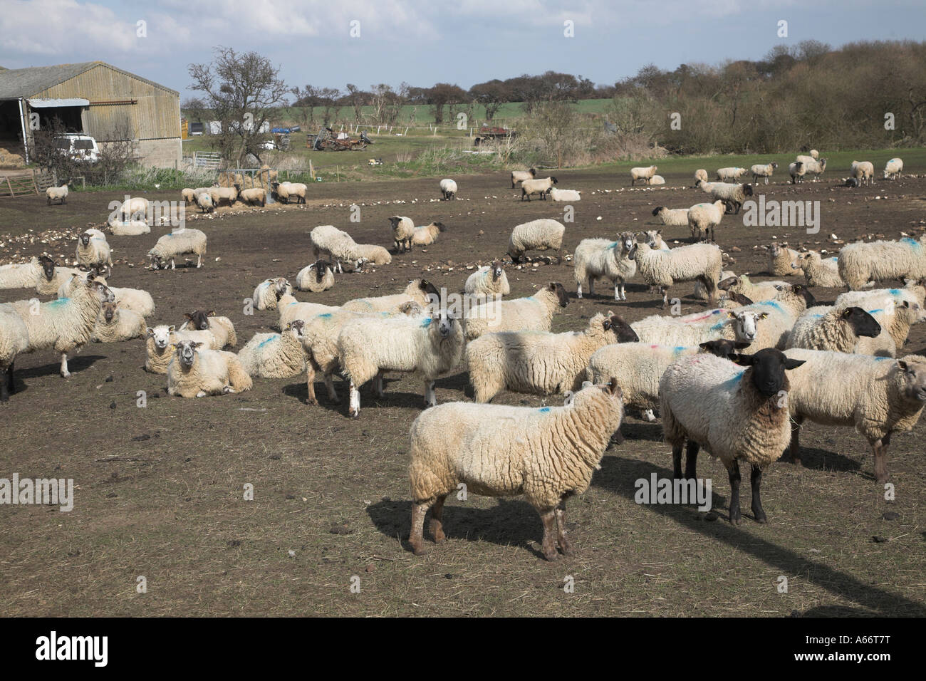 Livestock overgrazing hi-res stock photography and images - Alamy