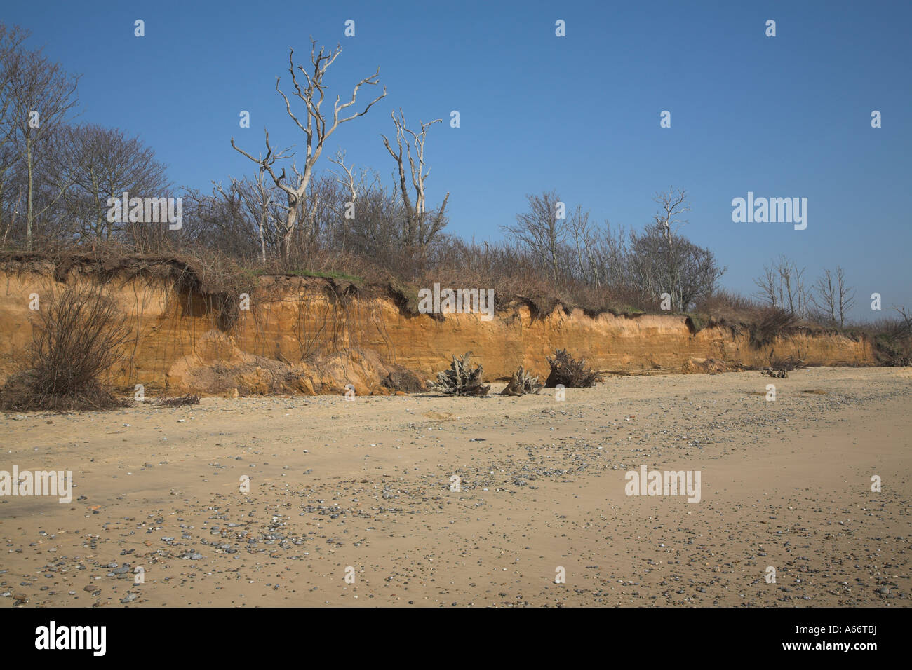 Crumbling soft sandy cliffs and beach, Covehithe, Suffolk, England ...