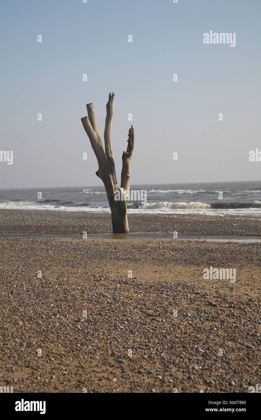Dead tree branches making hi-res stock photography and images - Alamy