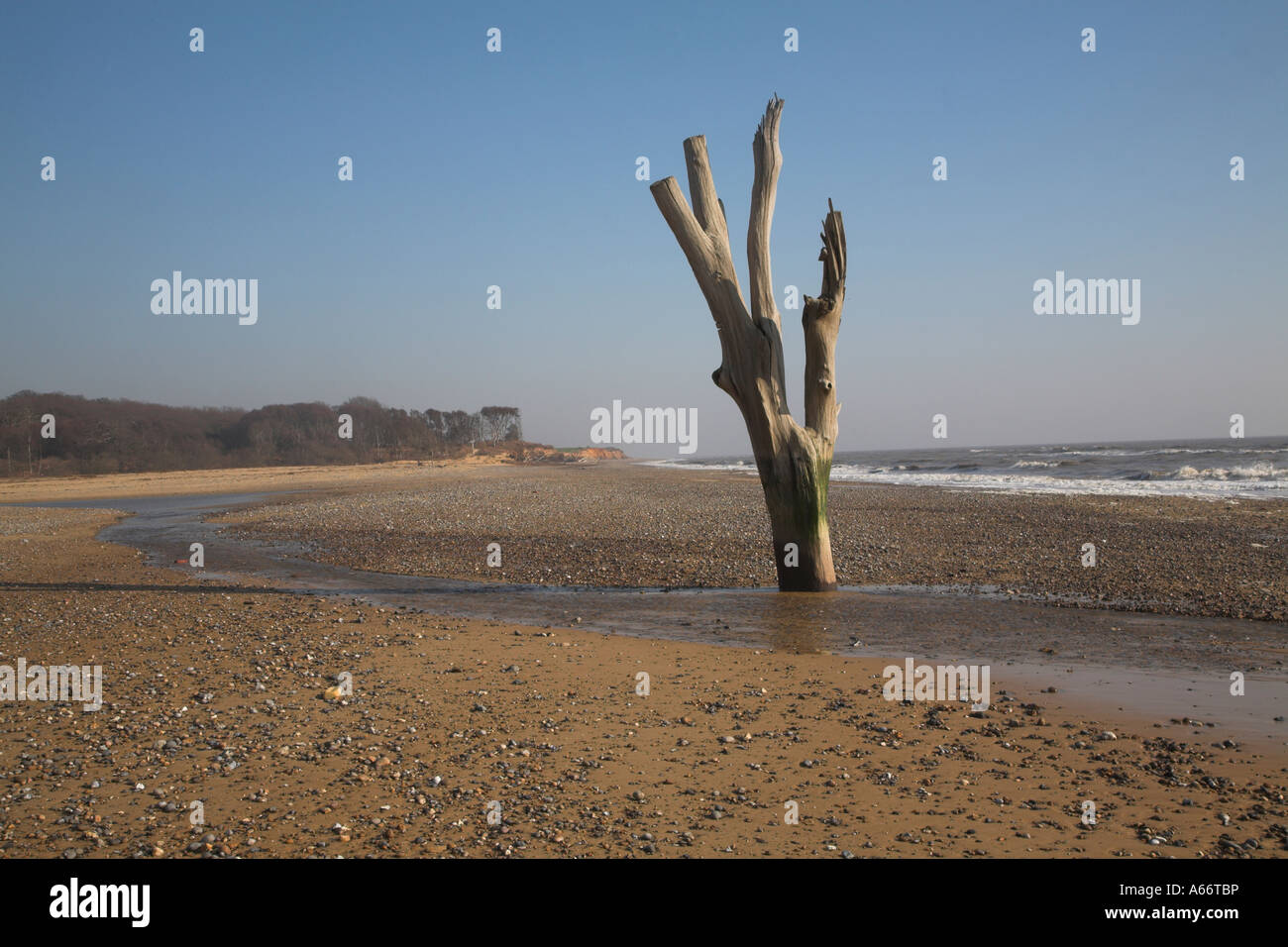 Dramatic dead tree trunk and branches standing on the beach at low tide ...
