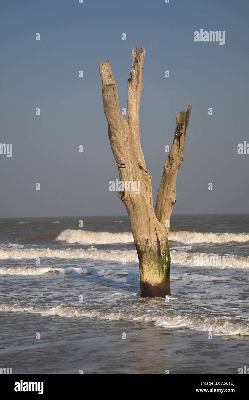 Dead tree standing in sea water as waves surge around illustrative of ...