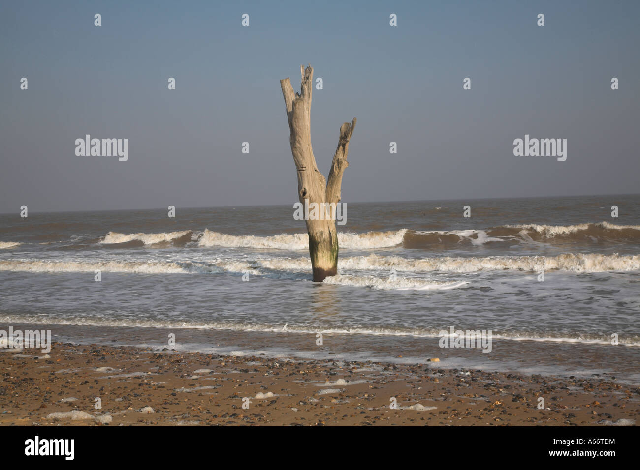 Dead tree standing in sea water as waves surge around illustrative of ...