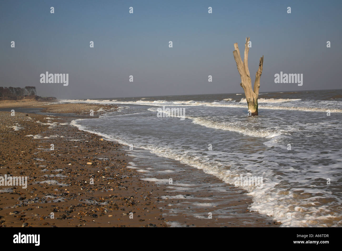 Dead tree standing in sea water as waves surge around illustrative of ...