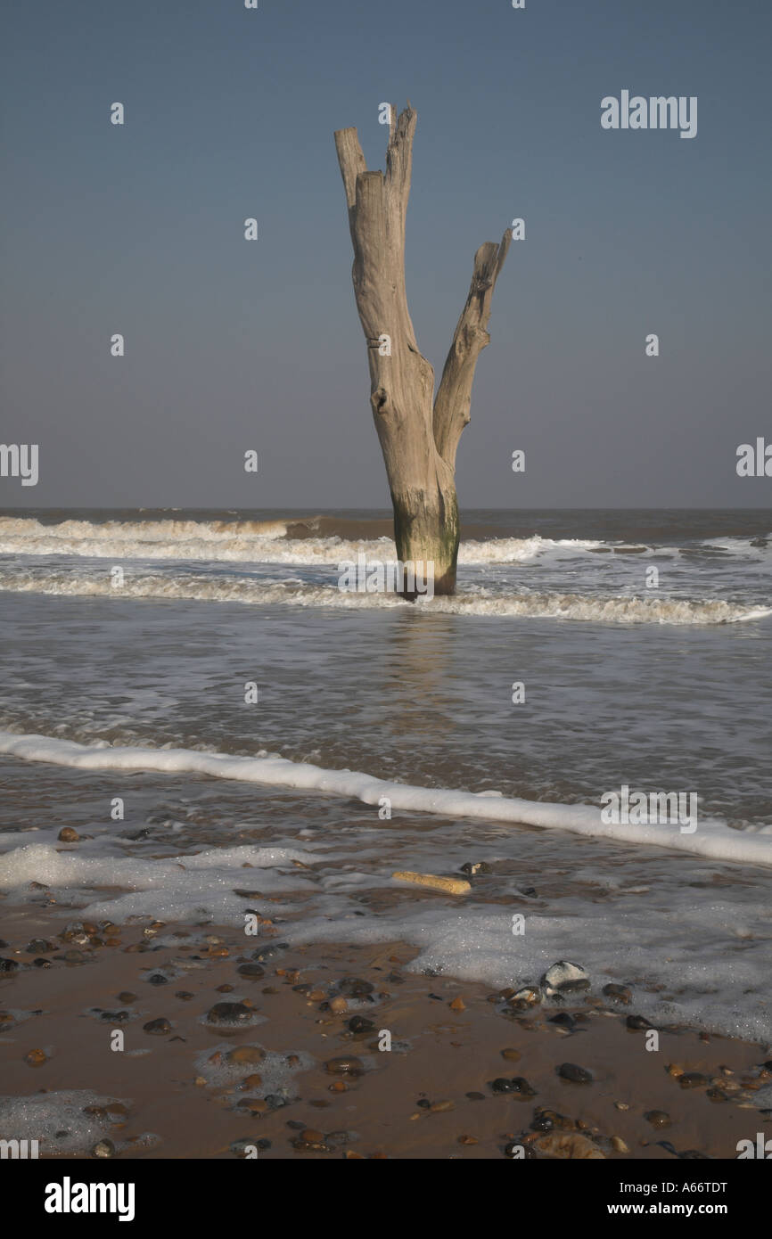 Dead tree standing in sea water as waves surge around illustrative of ...