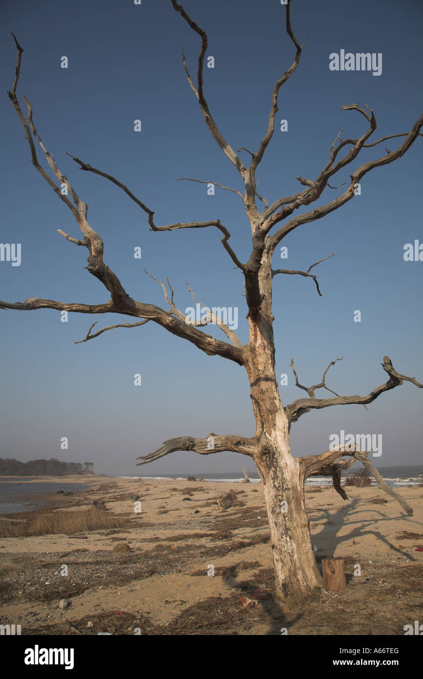 Dramatic dead tree on the beach Benacre, Suffolk, England Stock Photo ...