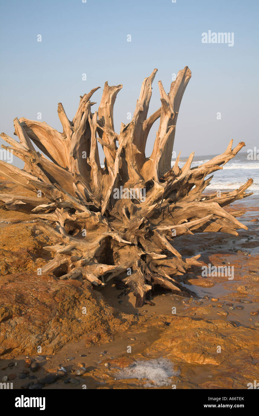 Tangle wood beach hi-res stock photography and images - Alamy