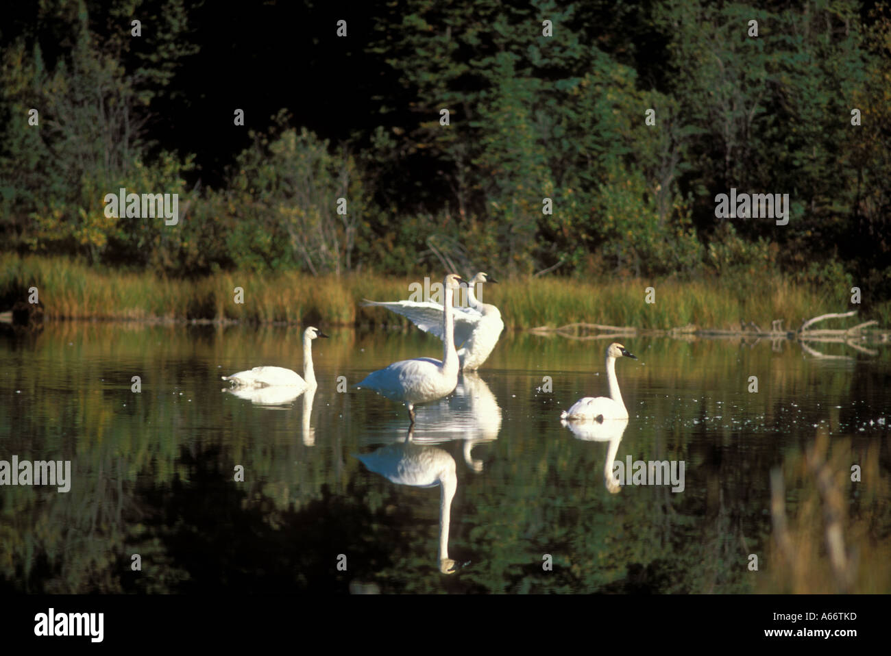Trumpeter swans Olor buccinator reflecing in pond summer Alaska Stock ...