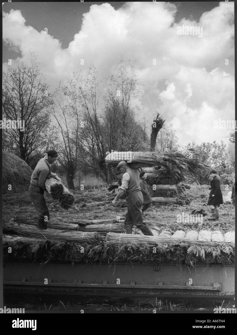 Bundle reed reeds hi-res stock photography and images - Alamy