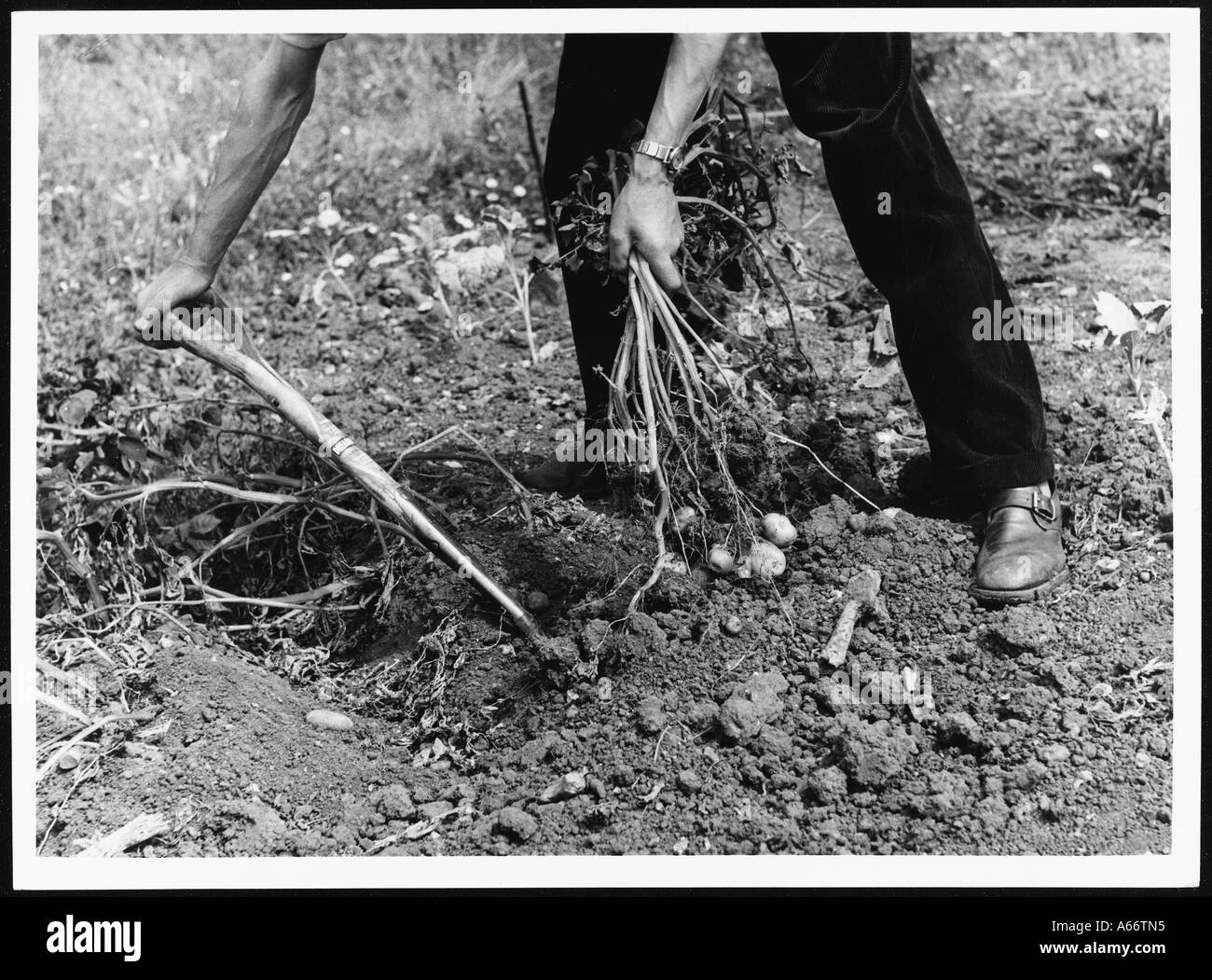 Lifting potatoes hi-res stock photography and images - Alamy