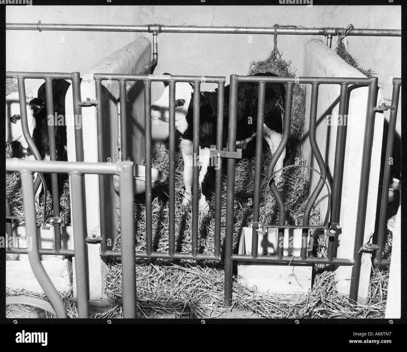 Intensive rearing hi-res stock photography and images - Alamy