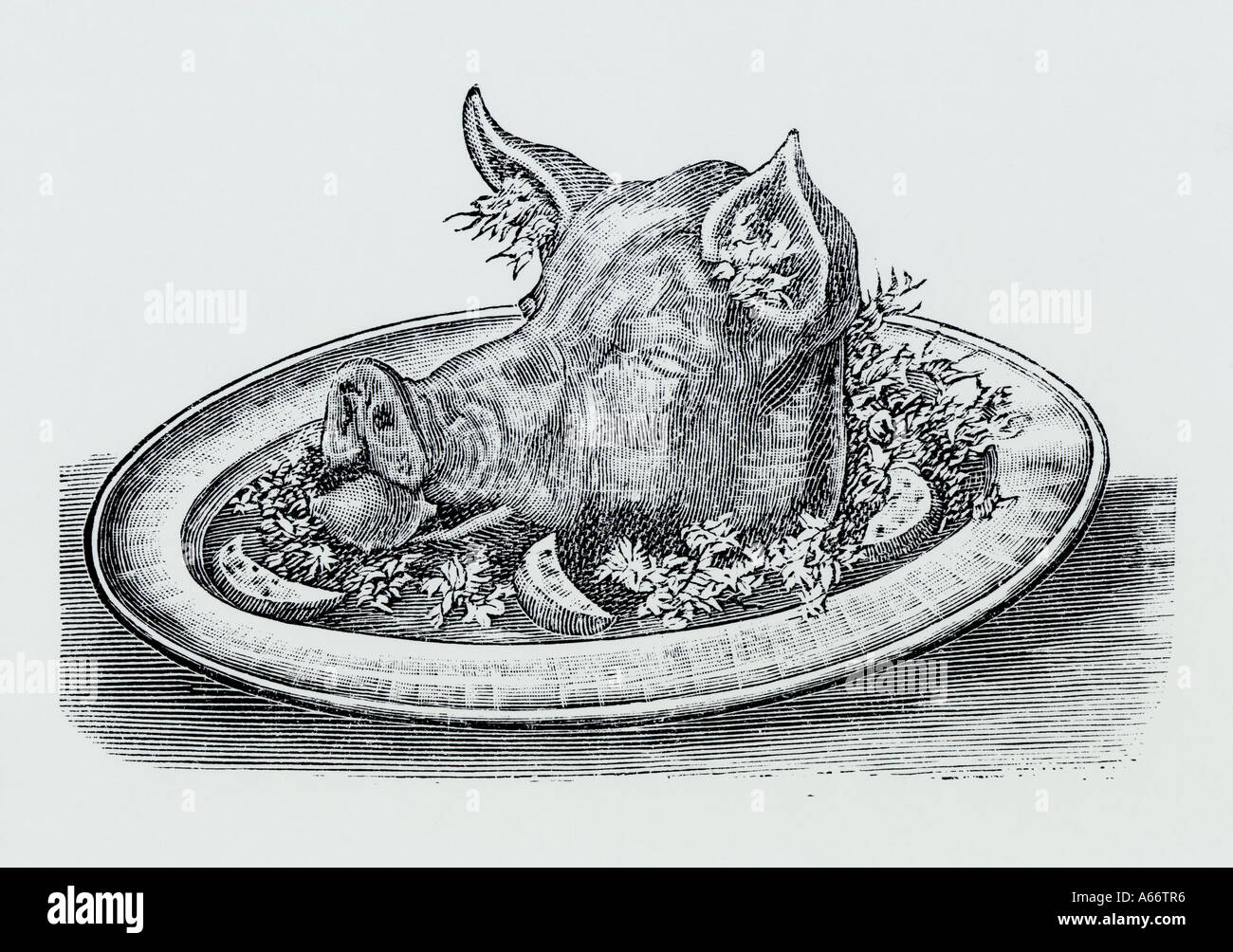 Boar head hi-res stock photography and images - Alamy