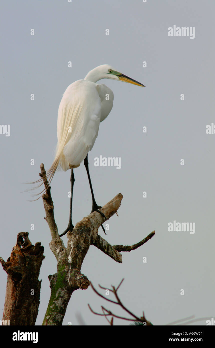 great egret Ardea alba Saint Lucie County North Fork Saint Lucie River ...