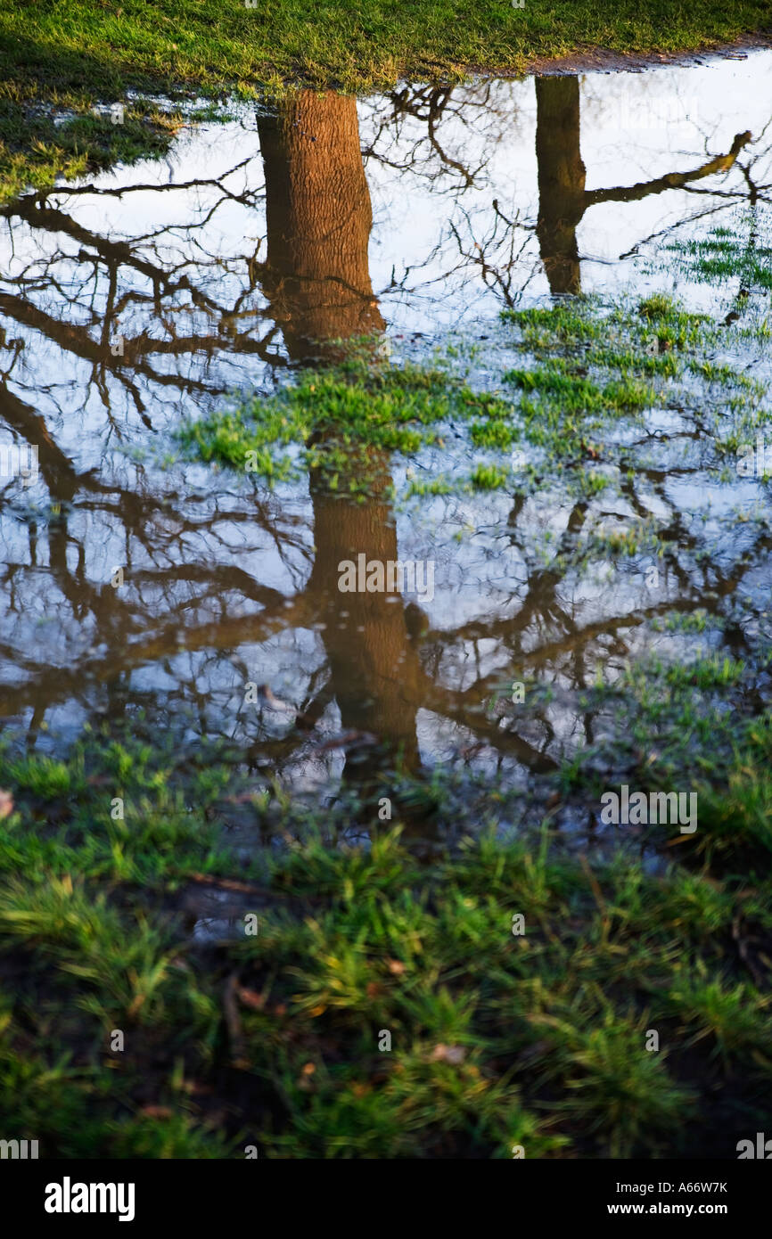 Reflection of trees in water Stock Photo - Alamy